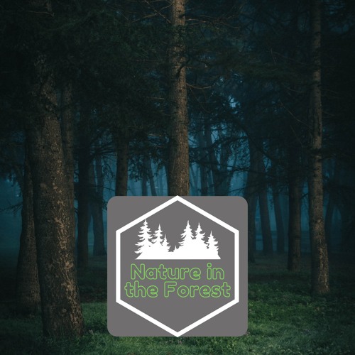 Stream Cedar Chart By Nature In The Forest Listen Online For Free On