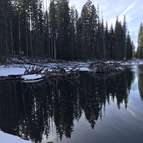 Stream corpse bride (Teenage Disaster Cover) by Murf | Listen online ...