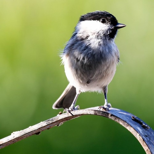 Stream episode 5. Une forêt dans un bedon by La collection des petites ...