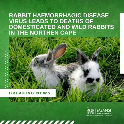 Stream Rabbit Haemorrhagic Disease Virus Leads To Deaths by Mzansi Agriculture Talk | Listen ...