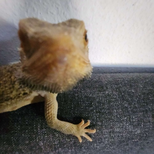 Stream the machine cover - lemon demon / the machine #1 fan (NOT MINE ...