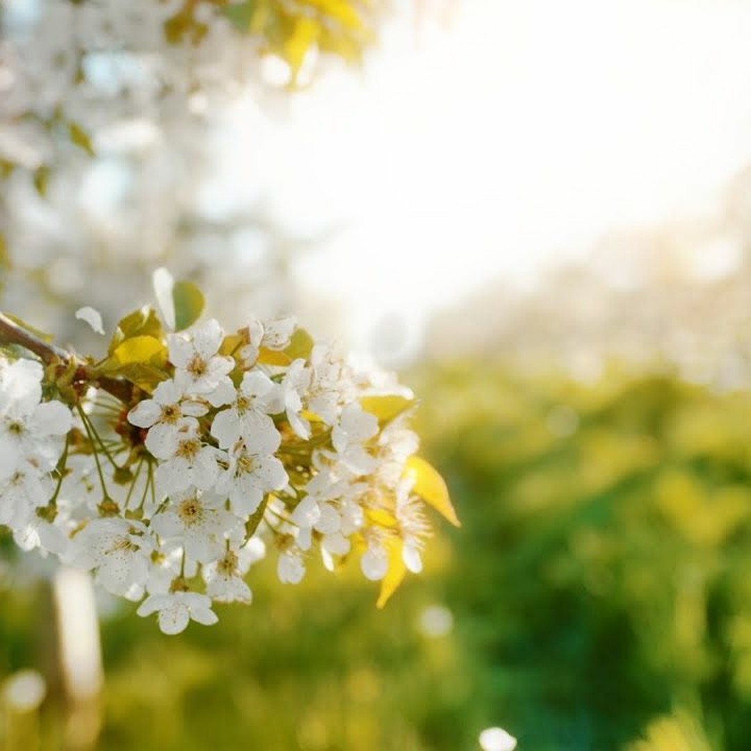 Stream Beautiful Relaxing Music • Peaceful Piano, Cello & Guitar Music ...