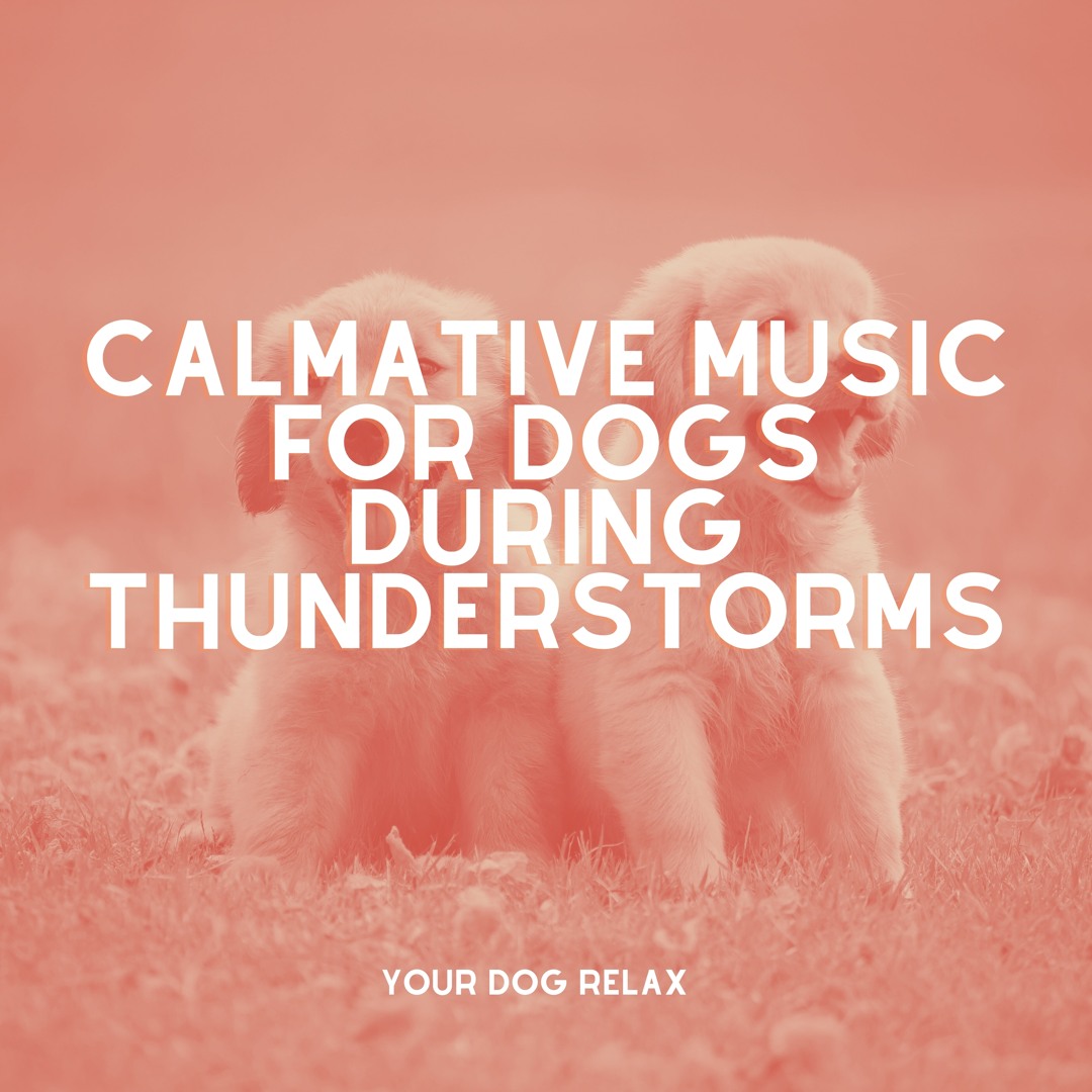 Stream Your Dog Relax | Listen to Calmative Music for Dogs During ...