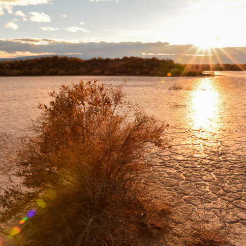 Stream Pastoral by Mitchell Rajshekar-Falconer | Listen online for free ...