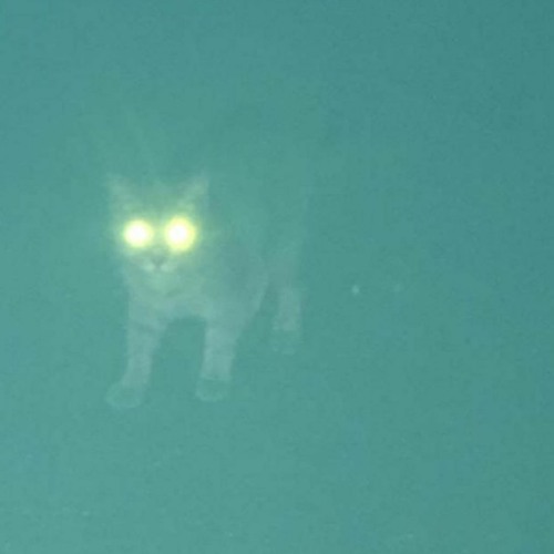 Stream Why Am I Not Enough Fried By Fluoride Cover By SourNote 