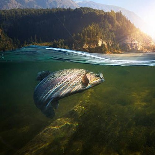 Stream TUMBUKA 9TH SEPTEMBER 2022 PHINDU MU ULIMI WA SOMBA by 111 ...