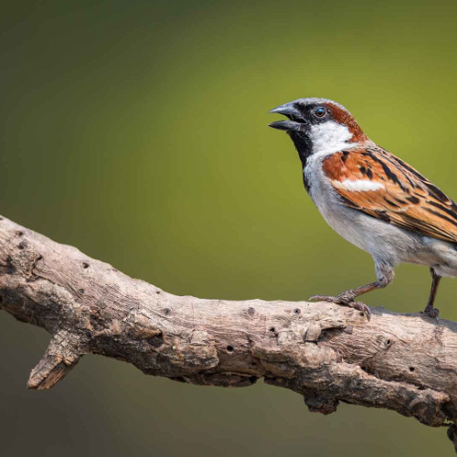 Stream The Life Cycle of a Sparrow: From Egg to Adult by Raquel Torsney ...
