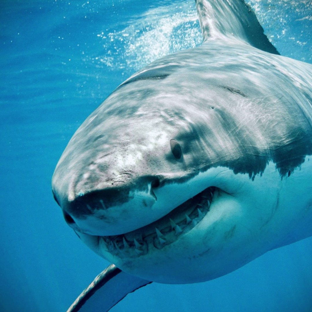 Stream Baby Shark by Cheat Code Unlocked | Listen online for free on ...