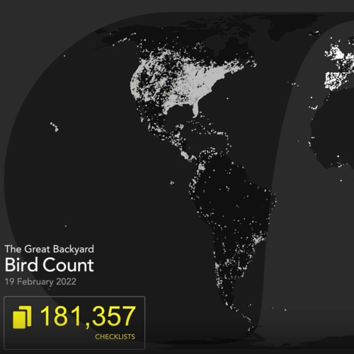 Stream Episode 127 Great Backyard Bird Count 2024 by Grand Birds ...