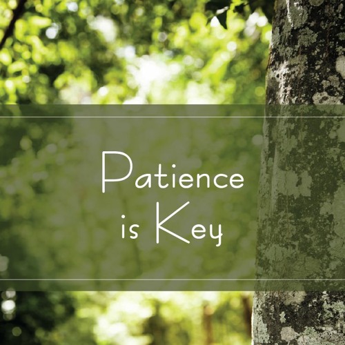 Stream Patience is Key by Trees Are Key | Listen online for free on ...