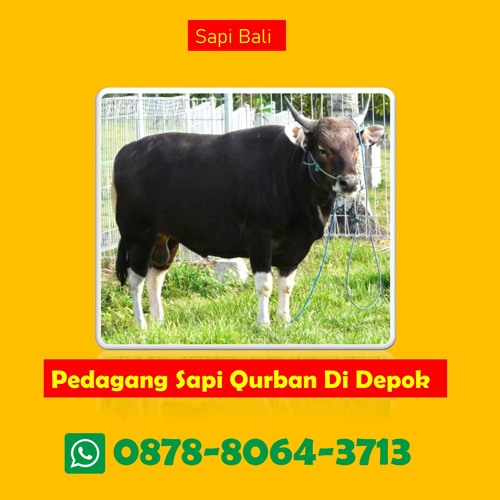 Stream WA 0878-8064-3713, Jual Sapi Qurban Di Depok by Sapi Qurban Di Depok | Listen online for ...
