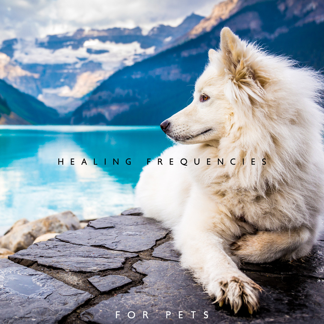 Stream Calm Pets Music Academy | Listen to Healing Frequencies for Pets ...