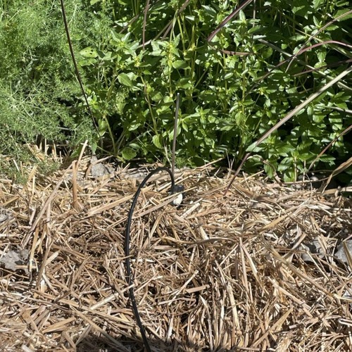 Stream Mertola 04-Terra sintropica plot1 soil by Yuxin Pan | Listen ...