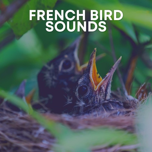 Stream Bird Sounds | Listen to French Bird Sounds playlist online for ...