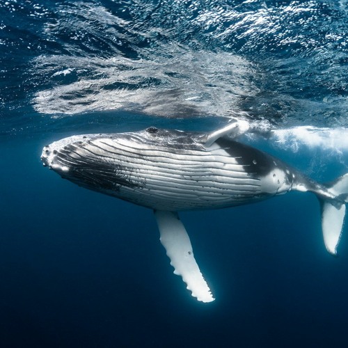 Stream Podcast: La caza de las ballenas jorobadas. by Isis Montoya ...