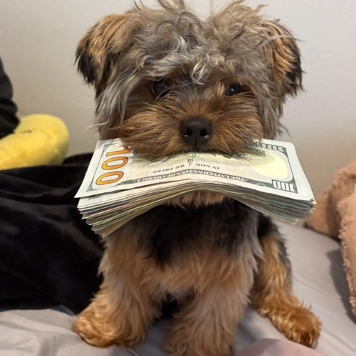 Stream 5AM(Most Wantead) by laya baeya | Listen online for free on ...