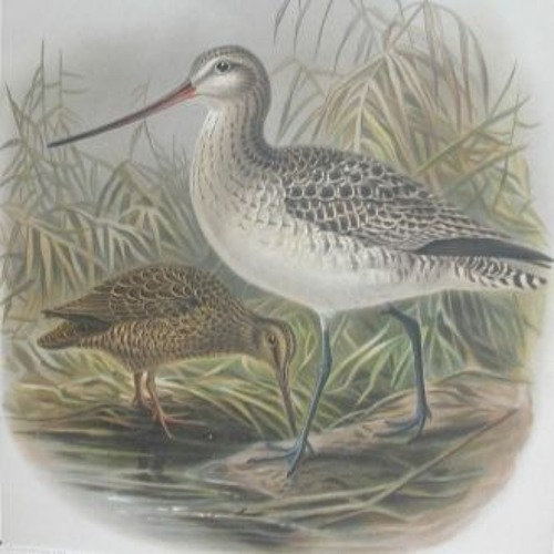 Stream Austral Snipe (Tutukiwi) by Ankh Spice (Read by V. B. Borjen ...