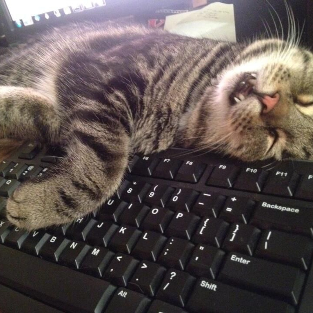 Stream episode Brian Bilston reads a poem his cat wrote by Lez Haul ...