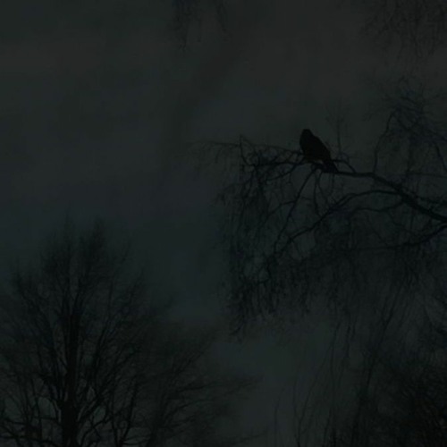 Stream BIRD TALK (prod. Jswisha) by ripluxy | Listen online for free on ...