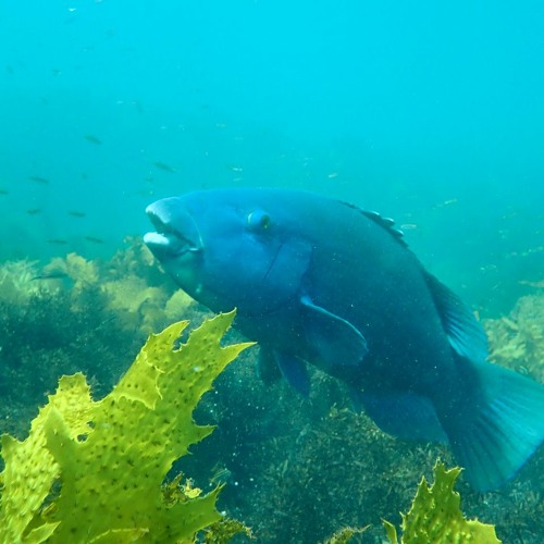 Stream ABC South East NSW Radio Interview - Blue Gropers on Oyster ...