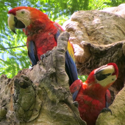 Stream episode Hand Raising Scarlet Macaws in Guatemala by WCS Wild ...