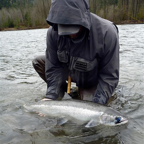 Stream Steelhead rebound: Once at risk of extinction, Oregon's iconic ...
