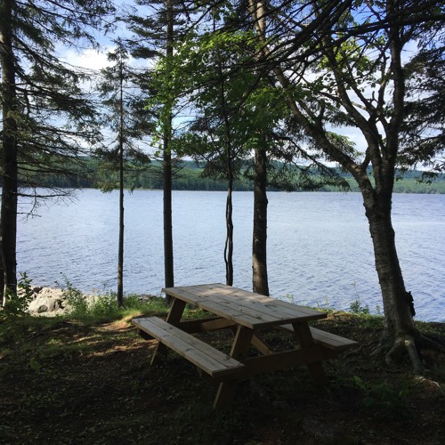 Stream Grounding Meditation March 2023 by Susan Cowan | Listen online ...