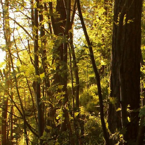 Stream Dante & Guillaume - Ubiquitous Flores_ AVM Imaginarium Piece by ...