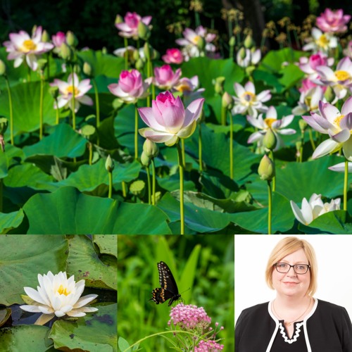 Stream episode Julie Dee Suman - Kenilworth Aquatic Gardens in ...