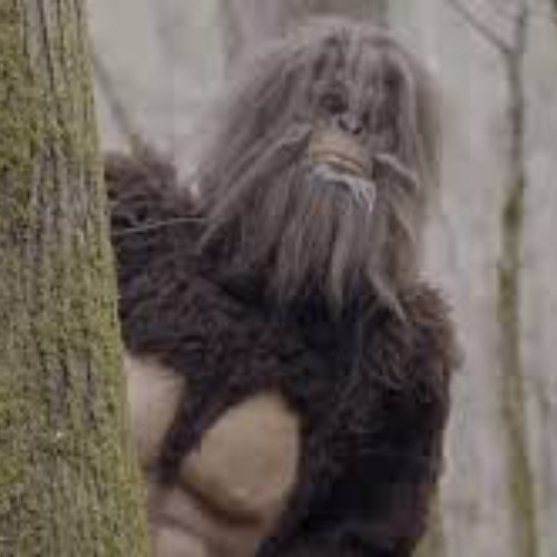 Stream Tree Knock 8.18.22 6.50am loc. A by Bigfoot Whisper'r | Listen ...