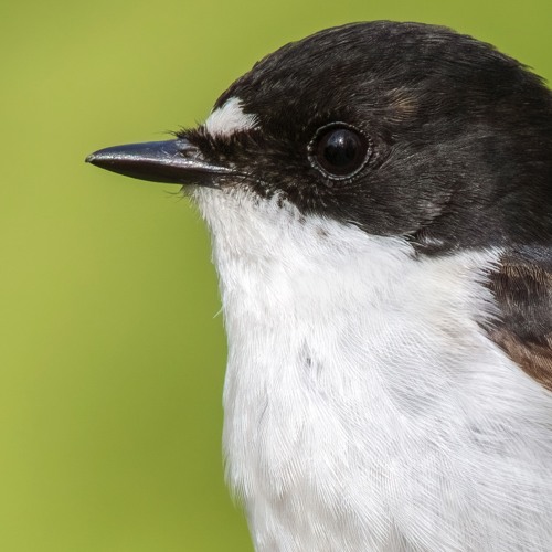 Stream Pied Flycatcher Song - MixPre - 4224.WAV by Gavin Vella | Listen ...