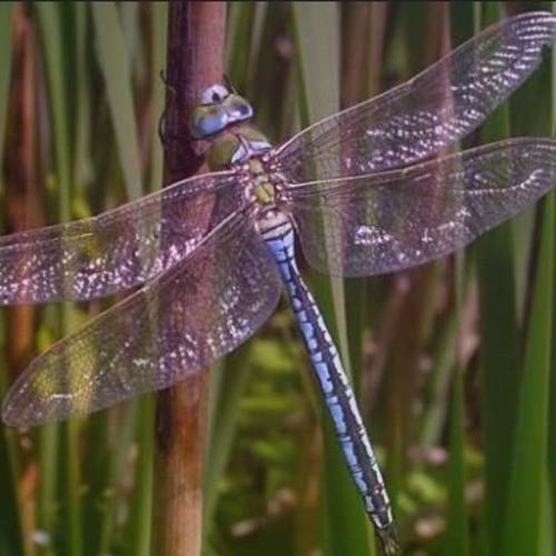 Stream Greeza Theme - Ultraman X OST by Ultraman Belial Atrocious ...