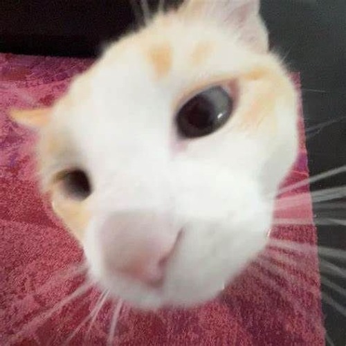 Stream wow omg OMGGGG !!! TRENCH🔥🔥🔥 trench boy "AGRAMANE TRENCH BOY 🔥🔥🔥 ...