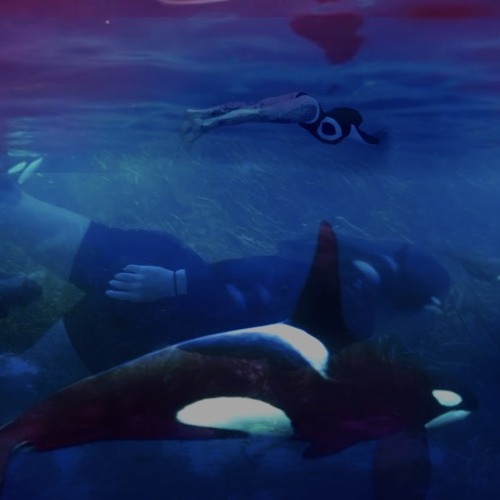 Stream 'Orca Medley' By Natrix, 2023 by Cyborg Mystic Studio | Listen ...