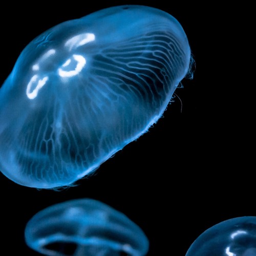 Stream Jellyfish (produced with Just Radio) by Cast Iron Radio | Listen ...