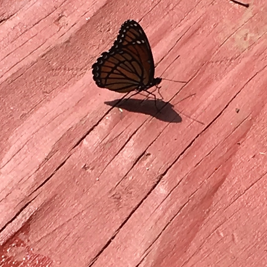 Stream sour butterfly jam by ansho 𓃠 | Listen online for free on SoundCloud