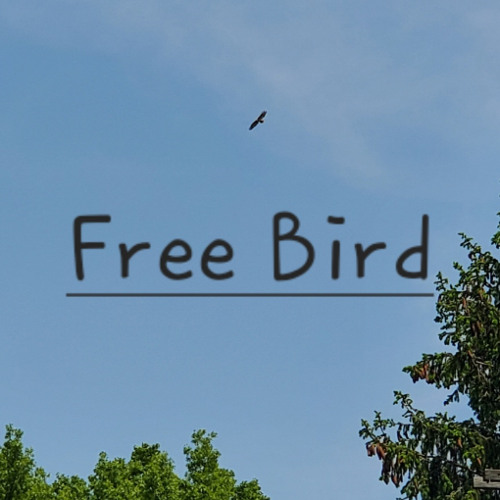 Stream Free Bird Cover by Jenni Cary | Listen online for free on SoundCloud