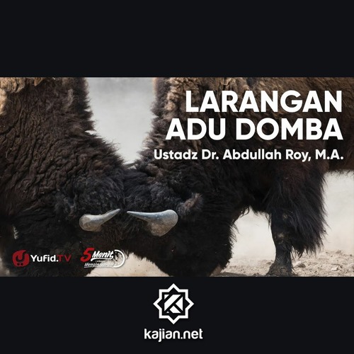 Stream Larangan Adu Domba dalam Islam - Ustadz Abdullah Roy by Kajian ...