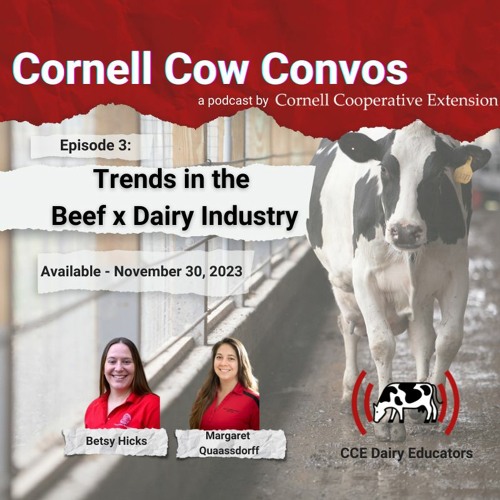 Stream episode Cornell Cow Convos E3 Trends in the Beef X Dairy ...