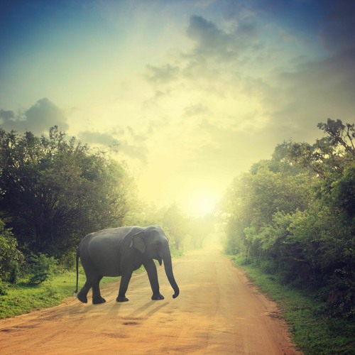 Stream Mahogany Toadclover by The Shady Dwarf | Listen online for free ...