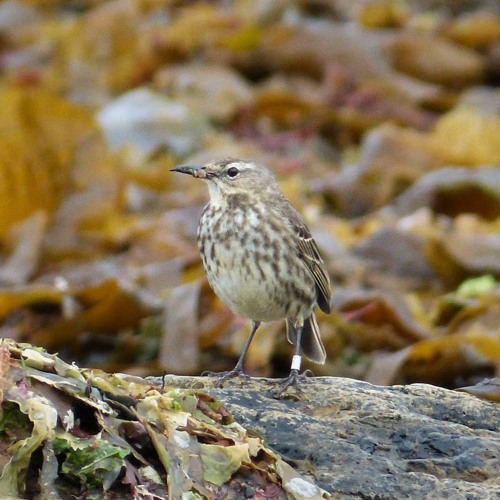 Stream Rock Pipit song, Pembrokeshire, Wales, April 1965 by The British ...
