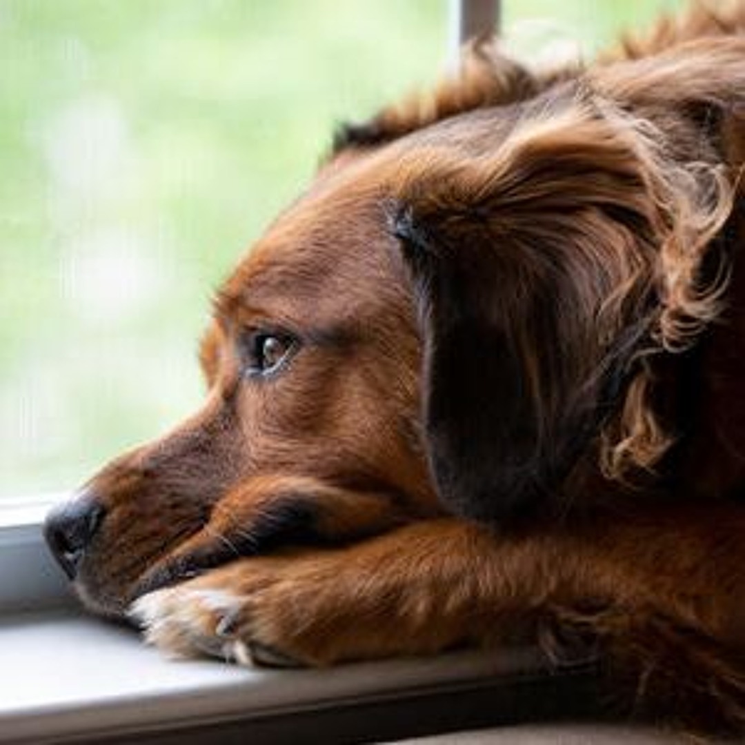 Stream Les signes de dépressions chez le chien by CHIP101.9 | Listen ...