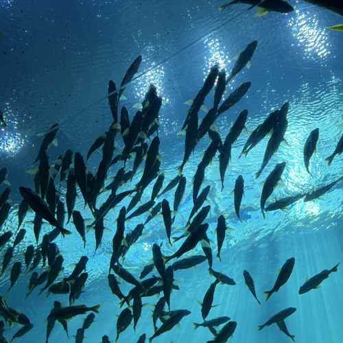 Stream shea butter by TRIZZLE | Listen online for free on SoundCloud