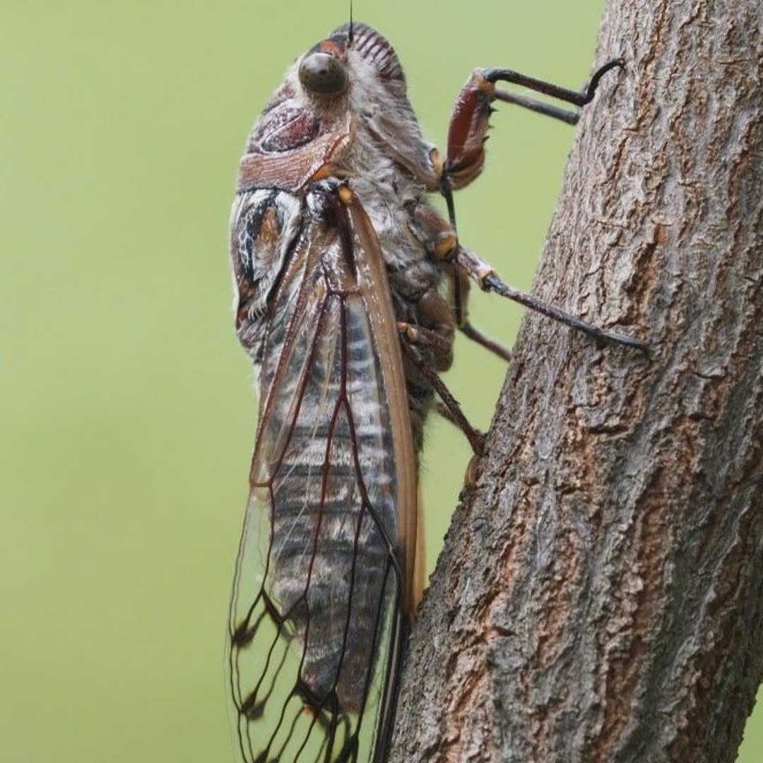 Stream episode Cicada: Shoalwater Cherrynose calling song by dr-pop ...