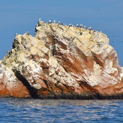 Stream bird poop island by Queef Party | Listen online for free on ...