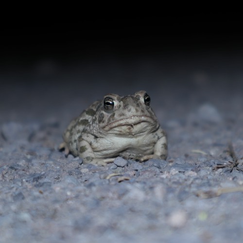 Stream episode The Magic That Happens On A Summer Night by Gregg M ...