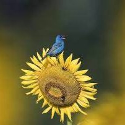 Stream episode The Always Entertaining Al Batt 06202023 by The Maverick ...