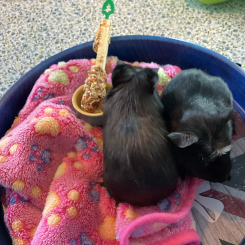 Stream guinea pigs are cool by guinea rizz | Listen online for free on ...