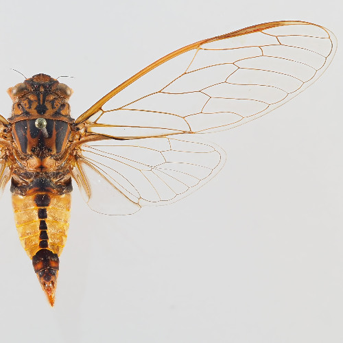 Stream Sandstone Ambertail cicada calling song by dr-pop | Listen ...