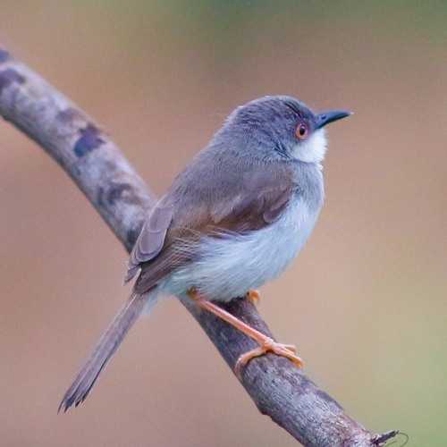 Stream Grey-breasted Prinia by NaturewatchTH | Listen online for free ...